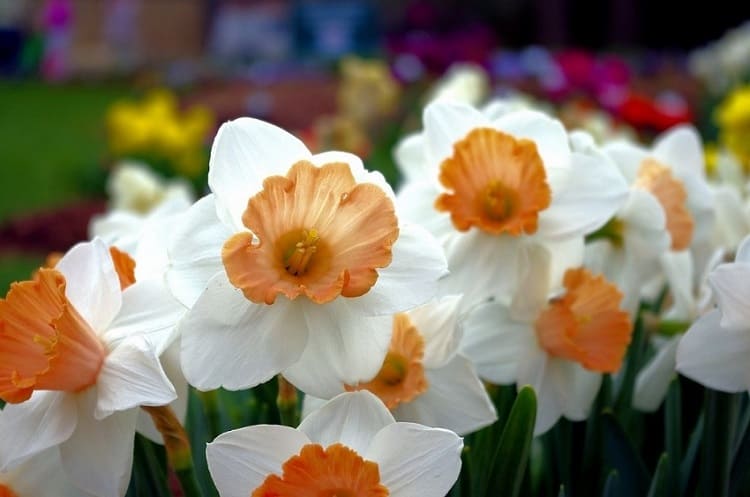 Blog: Flower Spotlight - Daffodil