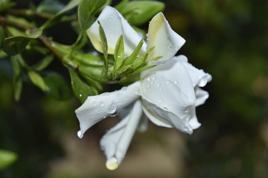 5 Things You Didn’t Know About Gardenias - by Lily's Florist