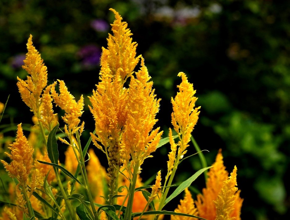 Blog: 4 Flowers You’ll Want to Grow in Your Small Garden