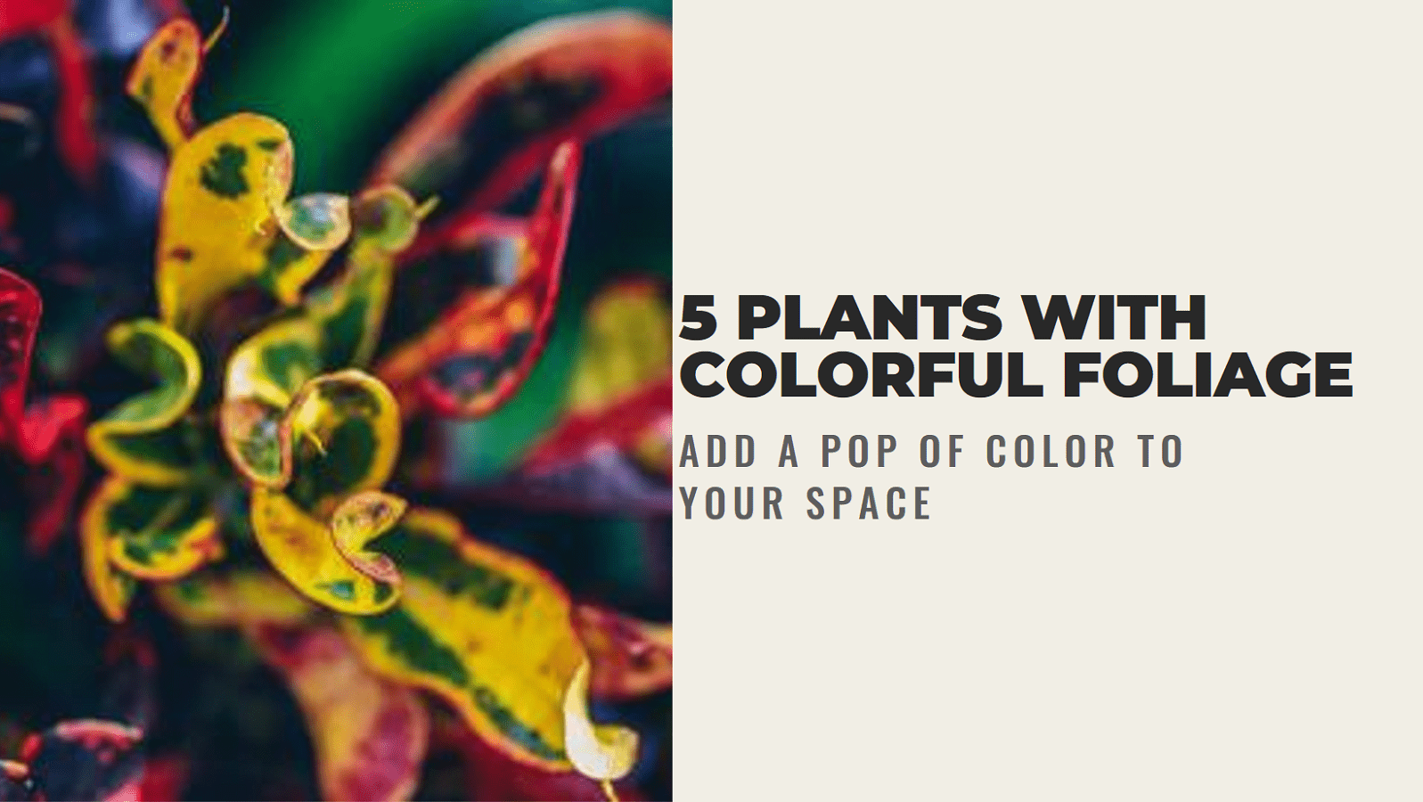 Flower Alternatives: 5 Plants with Colorful Foliage