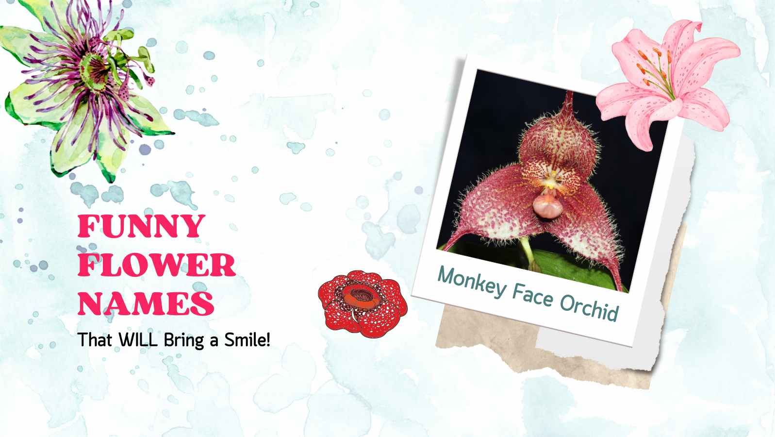 Funny Named Flowers That Will Bring a Smile