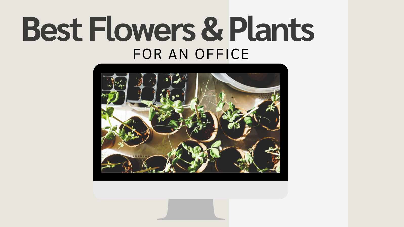 What Are The Best Flowers Or Plants for Offices?