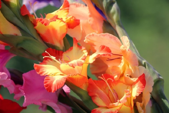 Blog :: Flower Spotlight - Sword Lily